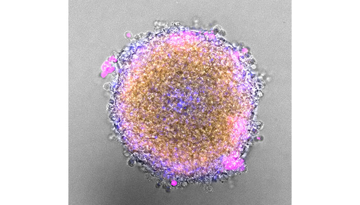 EVOS M7000 智能成像系统 | Thermo Fisher Scientific - CN